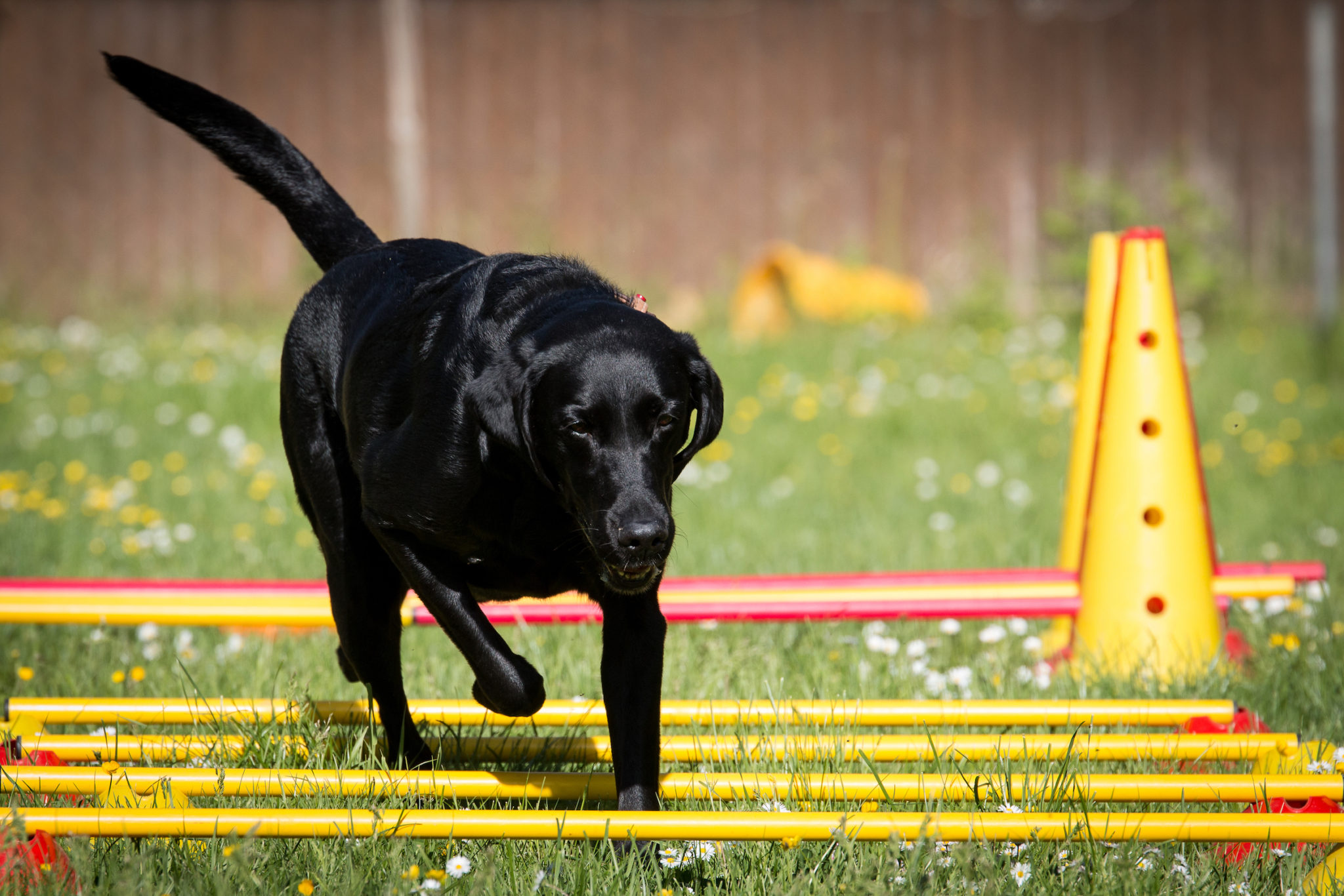 Canine Physiotherapy – LMG Veterinary Physiotherapy